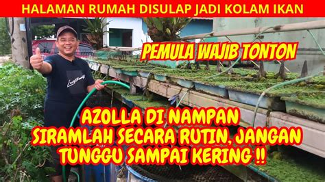 Persiapan Tanam Lagi Azolla Di Nampan Menyiram Azolla Rutin 2 Hari