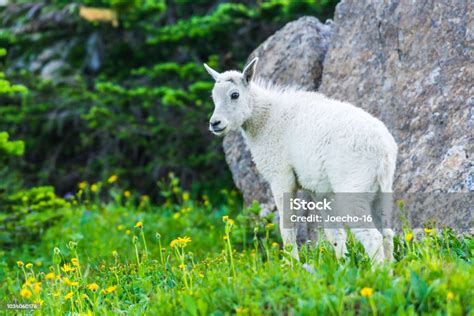 2 산 염소 어머니와 푸른 잔디 필드 빙하 국립 공원 몬태나에 아이 강에 대한 스톡 사진 및 기타 이미지 강 경관 국가