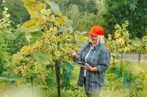 폴란드에서 포도의 품질을 확인하는 고위 여성 농부 와인 메이커 공간을 복사합니다 농업 원예 및 와인 제조 개념 가을에 대한 스톡 사진 및 기타 이미지 Istock