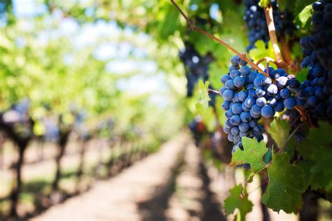 5 Variedades De Uvas Populares De La Rioja Zinio Bodegas