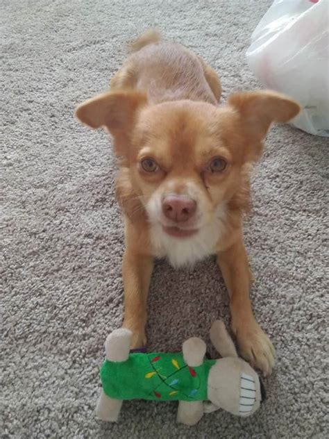 Hombre De Suffolk Procesado Por Matar A Golpes A Perrito Chihuahua