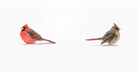 Northern Cardinal Male And Female