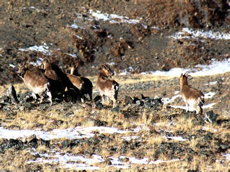 ФОТО Мал зэрлэг амьтад хоорондын давхцалыг илрүүлхээр Цоохор ирвэсийн судалгаа хийжээ Isee Mn