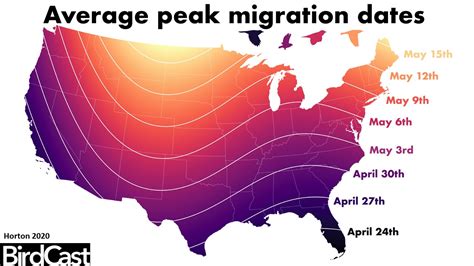 Stunning Spring Bird Migration Map Brilliant Maps