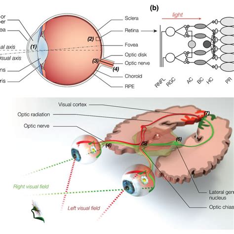 the human visual system a visual perception begins in the eye where