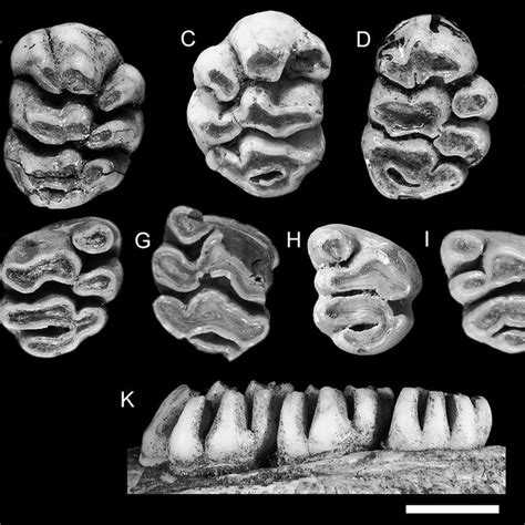 Isolated Cranial Elements Referred To The Genus Coryphomys But Without