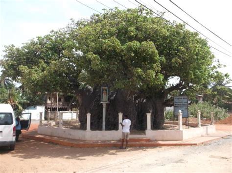Baobab Tree Mannar All You Need To Know Before You Go Updated