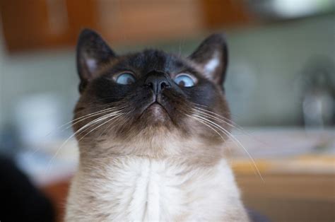 A Comprehensive Guide To Siamese Cat Point Types