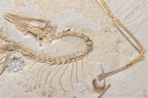 More On The Chicago Archaeopteryx Fossil Paleontology Birds