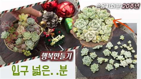 다육생활 ️다육에 따라 다른 분갈이 넓은분에 올려 놓아 뿌리 내리기 Youtube