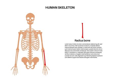 Premium Vector Radius Bone Anatomy