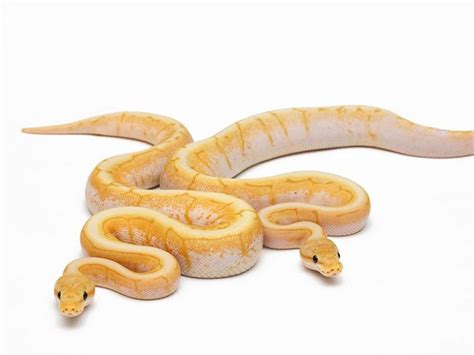 Rainbow Banana Burmese Python Ball Python Morphs Slitherin Snek