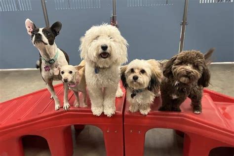 7 Benefits Of Dog Daycare More Than Just A Play Date