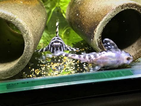 キンペコの飼育方法大きさ寿命水槽繁殖雄雌の見分け方 たなごGo