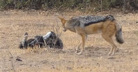 Python Honey Badger And Jackal Fight Each Other Honey Badger Jackal