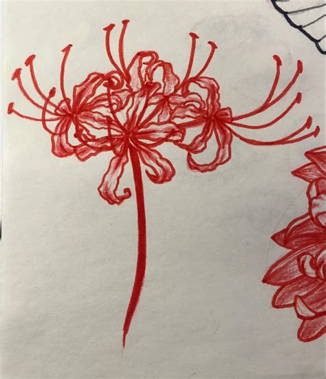 Паучья Лилия Spide Lily In 2025 Lilies Drawing Spider Drawing