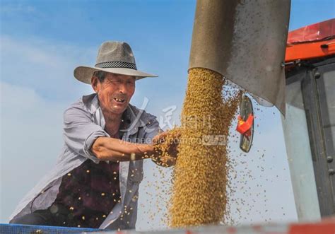 山东枣庄：小麦抢收忙 人民图片网