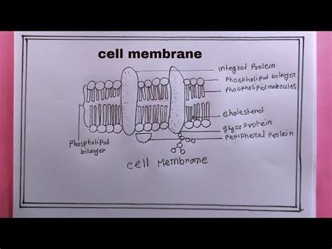 Cell Membrane Diagram
