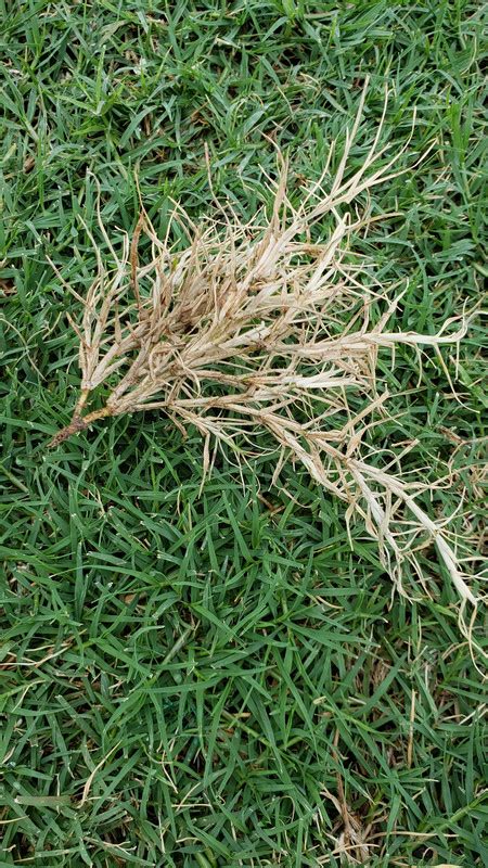 Dying Grass Lawn Care Forum
