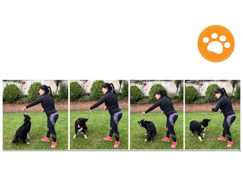 2 Trucos para Enseñar a tu Perro Revista Petmi para amantes de mascotas