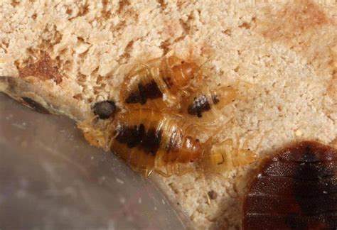 Preventing Bed Bugs Oklahoma State University