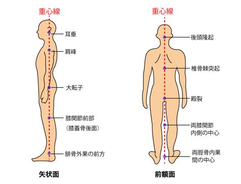 姿勢・アライメントの臨床評価｜理学療法士による臨床のためのnote