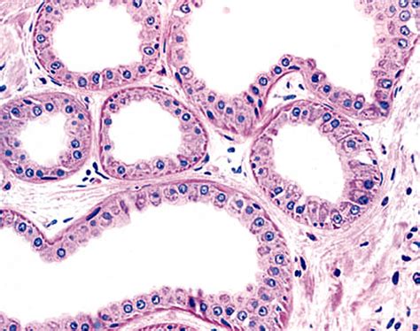 A P 1 Lab Histology Flashcards Quizlet