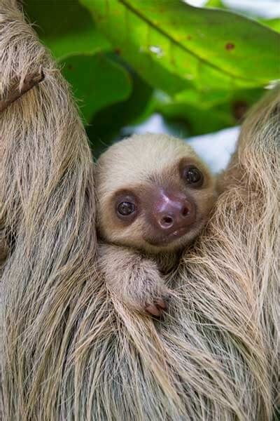 Two Fingered Sloths 💚 General Features Sloco