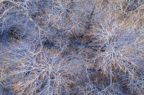 Leafless Cottonwood Trees In Winter Stock Photo Image Of Tree Sunset 136104986