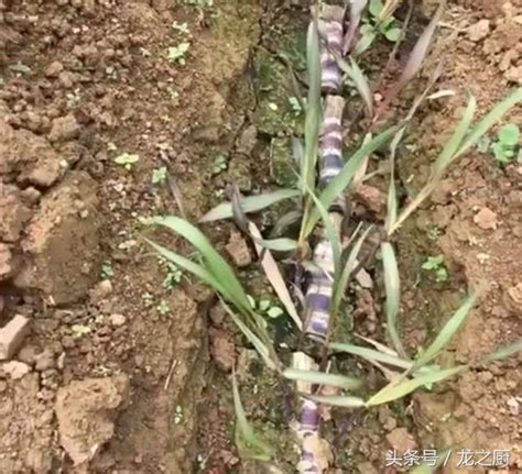 農民地里不種西瓜種「它」畝產5千斤每斤賣4毛，年入也有30萬 每日頭條