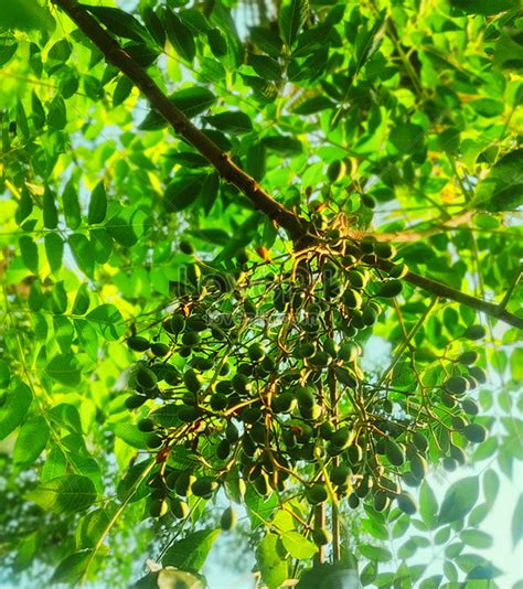 Bangladesh Beautiful Tree Image And Picture For Free Download Lovepik