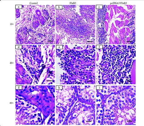 Histopathological Changes In The Skin And Testicular Tissues After T