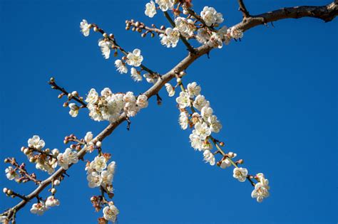 하얀 매화꽃이 만개하여 꿀 푸른 하늘을 위해 꿀벌을 끌어들입니다 0명에 대한 스톡 사진 및 기타 이미지 0명 경관 계절