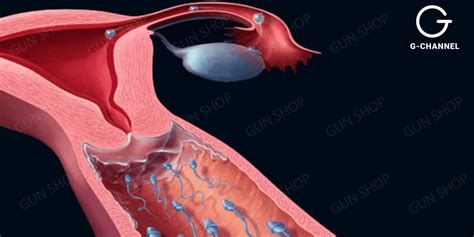 Cảm Giác Khi Tinh Trùng Bắn Vào Tử Cung Như Thế Nào Chia Sẻ Kiến