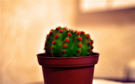 Cactus Hd Wallpaper Pixelstalknet