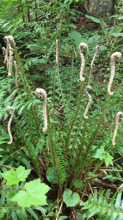44 Best Sol Duc Falls Images On Pholder Earth Porn Washington And