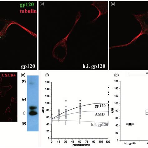 Gp120 Internalization By F11 Cells Representative Z Stack From Download Scientific Diagram