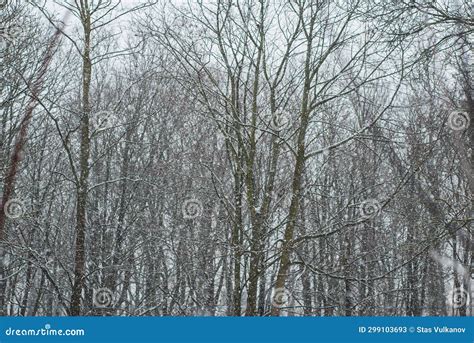 Snowfall On The Background Of Trees Without Leaves Stock Image Image Of Weather Bench 299103693