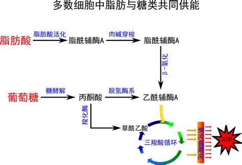 葡萄糖可以转化成脂肪，为什么脂肪不能分解成葡萄糖呢？ 知乎