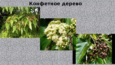 Презентация "Интересные растения (часть 1)"