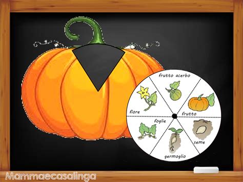 Il Ciclo Vitale Della Zucca Il Blog Di Mamma E Casalinga