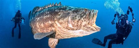 Giant Goliath Grouper