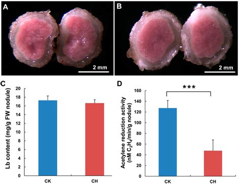 Ijms Special Issue Symbiotic Nitrogen Fixation In Legume Nodules