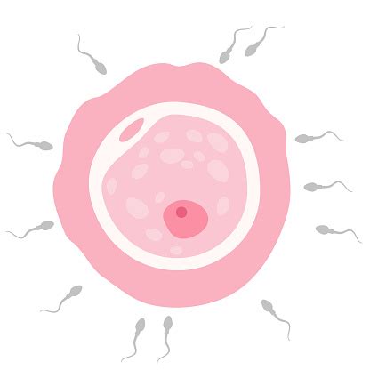 In Vitro Fertilization Artificial Insemination Fertilisation Injecting