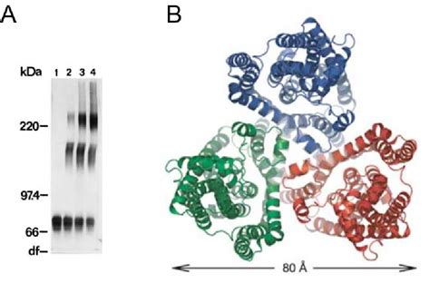 Figure 1 From Surface Diffusion Of The Astrocytic Glutamate Transporter