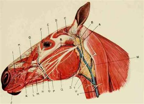 Anatomy Of Horses Head