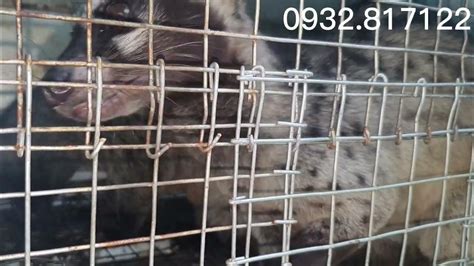 Chồn Hương Tách Con Bao Lâu Sẽ Lên Giống Lại Kỹ Thuật Nuôi Chồn