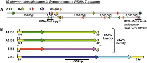 characterization of insertion sequence is elements in synechococcus