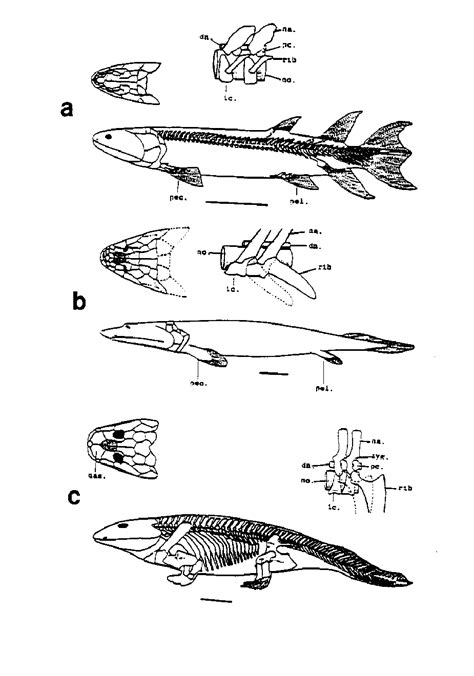 Fossil Record Transitional Fossils