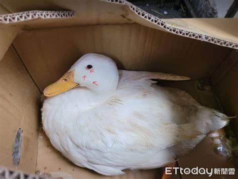 替人擋煞嚇哭！鴨被裝箱「眼眶流淚」 她接神秘電話衝殯儀館救援 Ettoday寵物雲 Ettoday新聞雲